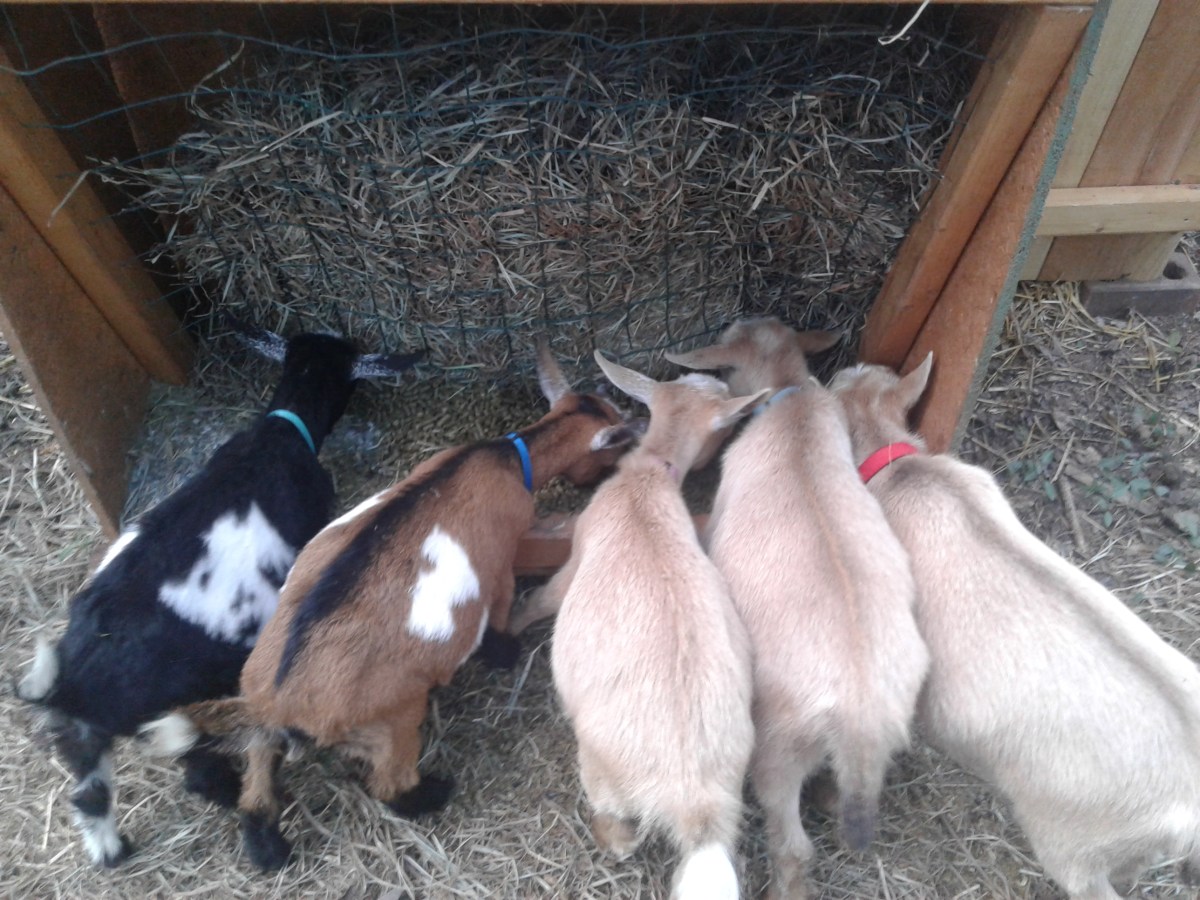 Goats LOVE Poison Ivy – Bailey's Farm
