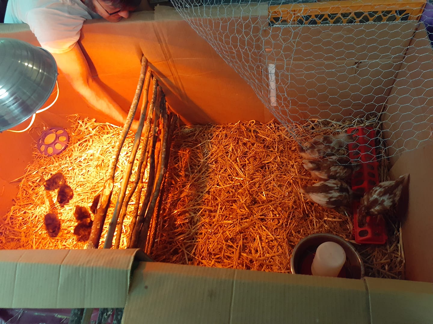 Chickens – Bailey's Farm